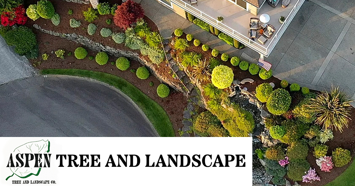 Projects - Aspen Tree and Landscape